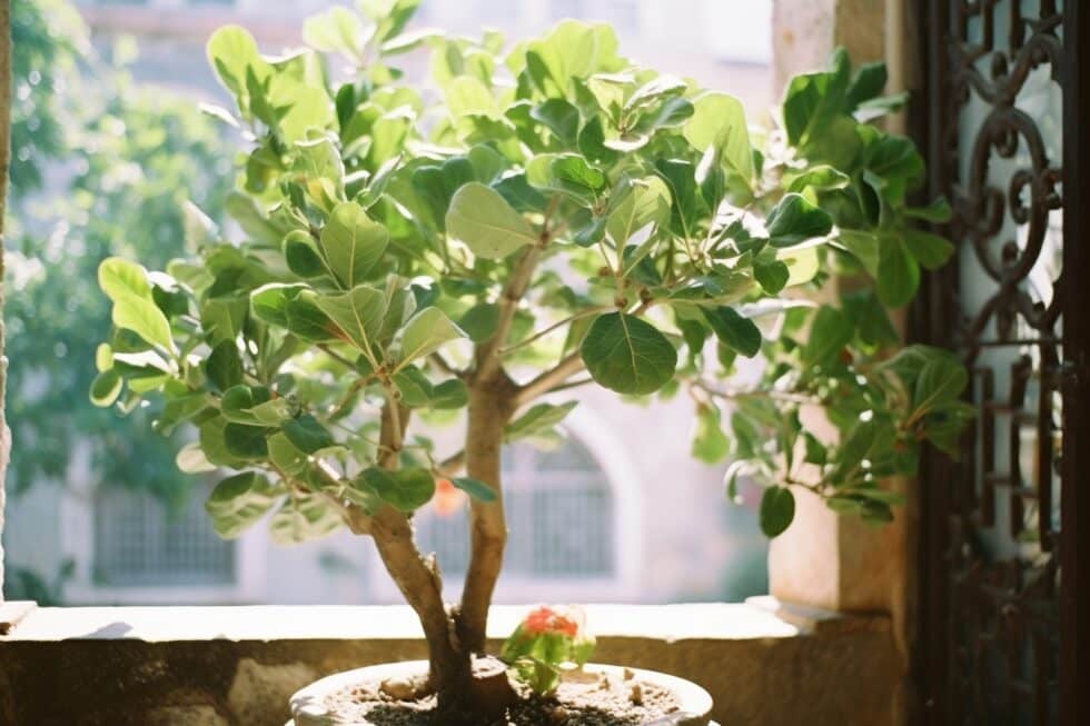 Le Guide Ultime pour Planter un Figuier en Pleine Terre - Travellers Garden